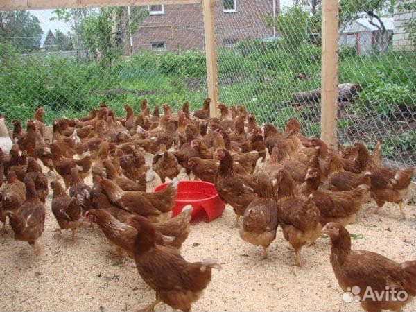 Курица несушка. Родонит 3