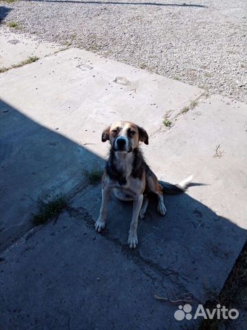 Собака в добрые руки