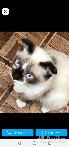 Сиамский кот