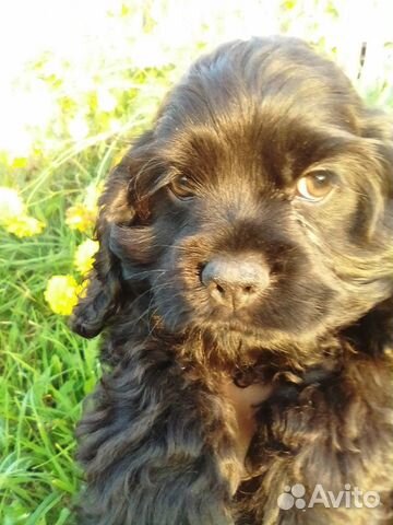 Щенята американского кокер-спаниеля