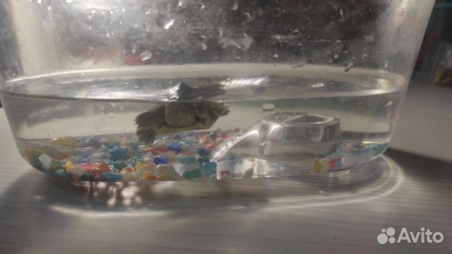 Черепаха красноухая, 2 месяца