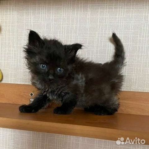 Котёнок Люкс