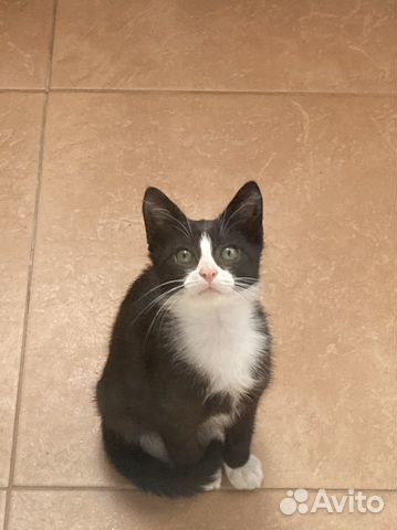 Котенок Антуан
