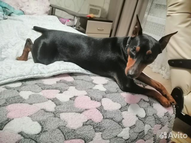 Продам собаку