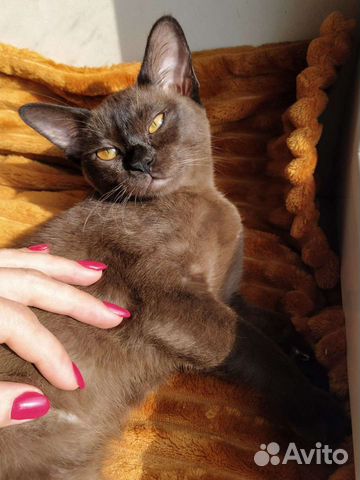 Диана -девочка шоу-класса