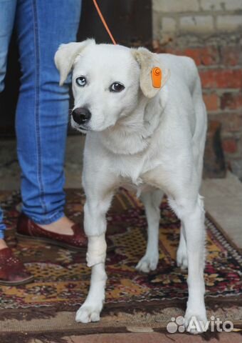 Красотка Белянка