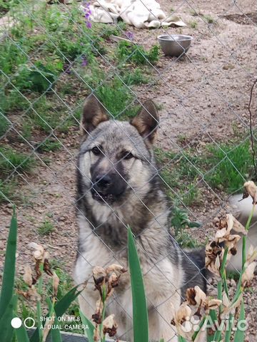 Хаски -лайка