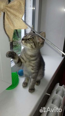 Котёнок Юрасик лечебный. Видео