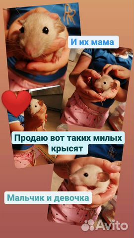 Крысята