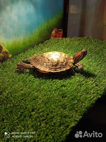 Красноухие черепахи с аквариумом