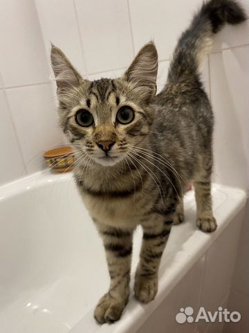 Котенок из крыма Ищет дом Едет в Москву