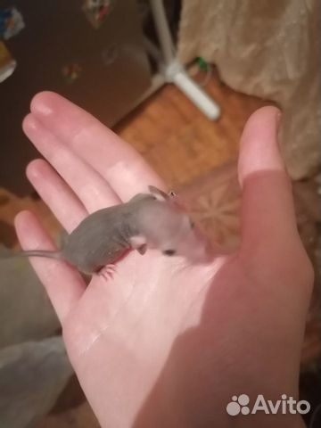 Крыса сфинкс малыш
