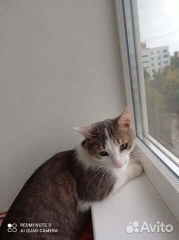 Кошечка Сонечка