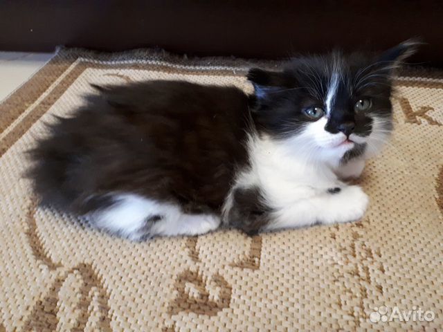 Черно-белая красотка в хорошие руки