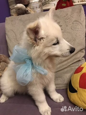 Швейцарская овчарка шенок бшо