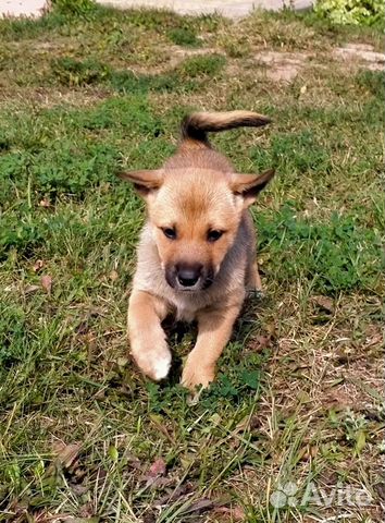 Щенок помесь породы Сиба ину
