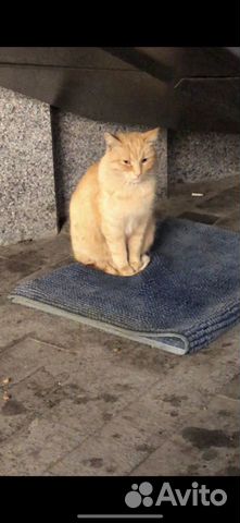 Рыжая кошка в добрые руки