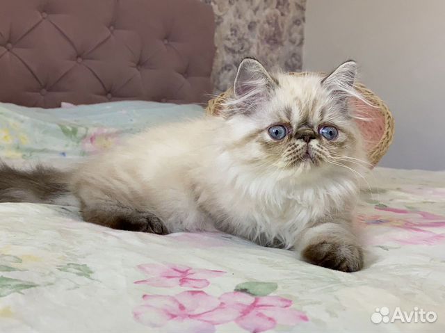 Шикарный персидский котик