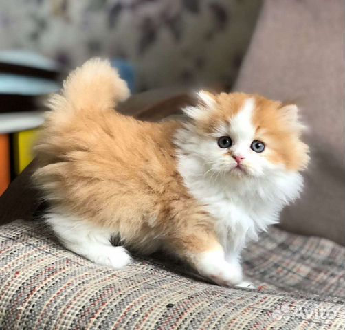Шотландский мальчик Кузя