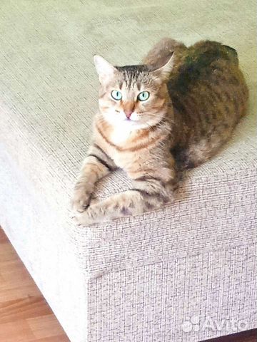 Кошка ждёт своего хозяина