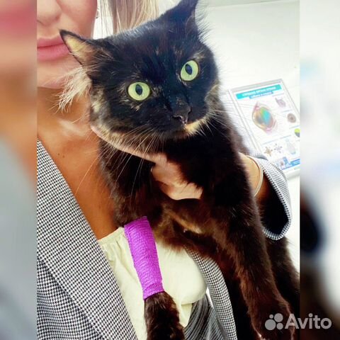 Ласковая кошка в добрые руки