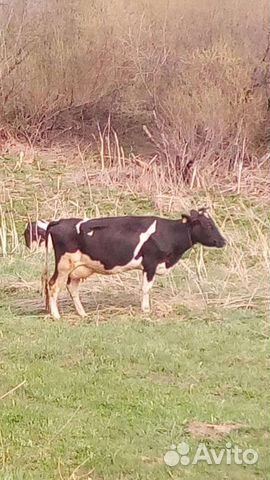 Корова дойная