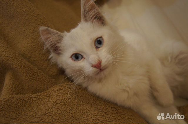 Отдадим котëнка