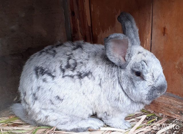 Продам чистокровного крола на племя порода "Большо