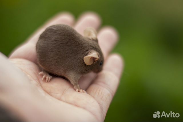 Шоколадные мыши декоративные, девочки