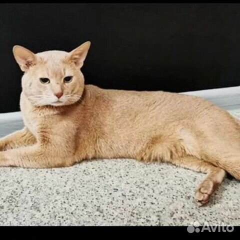 Отдадим в любящие, заботливые руки