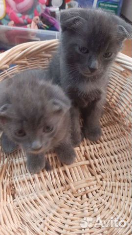 Вислоухие котята