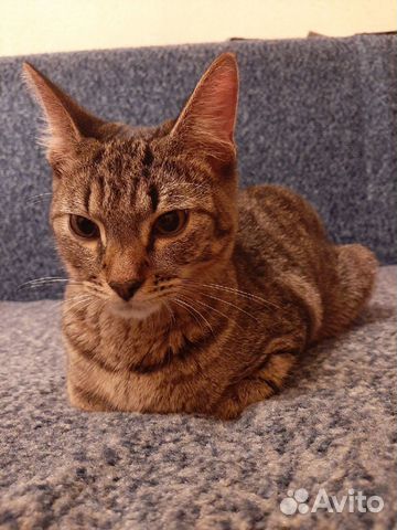 Кошка