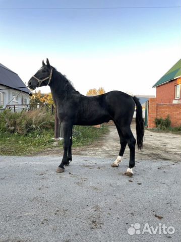 Продажа Жеребцов