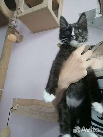 Котята в добрые руки бесплатно