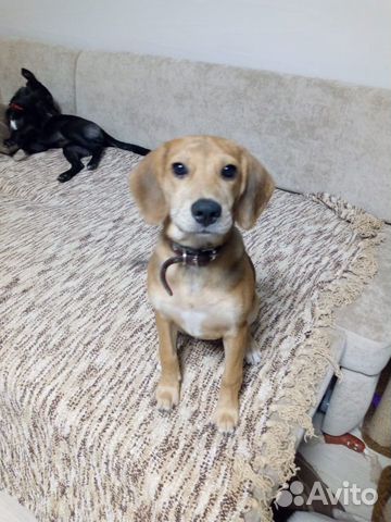 Бусинка ищет дом