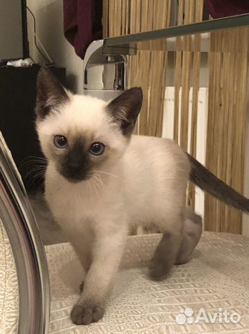 Тайские котятки