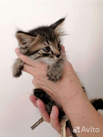 Котенок в добрые руки