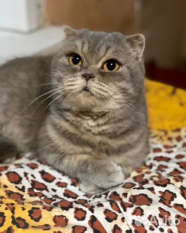 Британская киса из приюта ищет дом