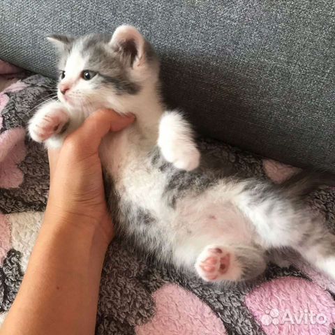 Котенок полубританец