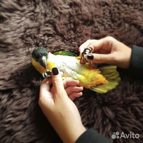 Черноголовый Каик 5 лет