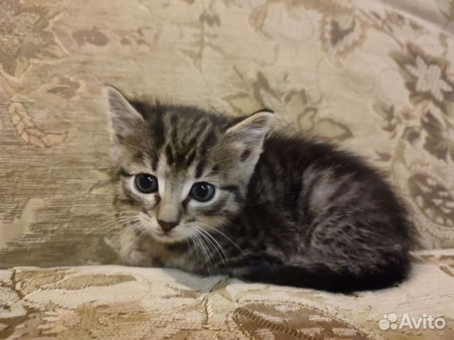 Котенок необычного раскраса