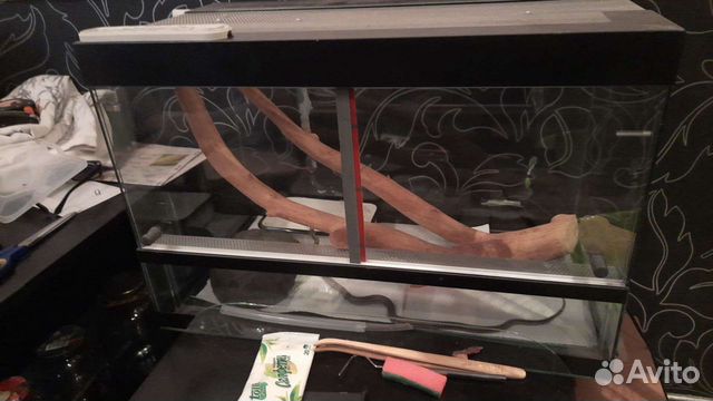 Узорчатый полоз с террармумом