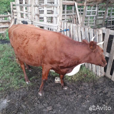 Корова стельная