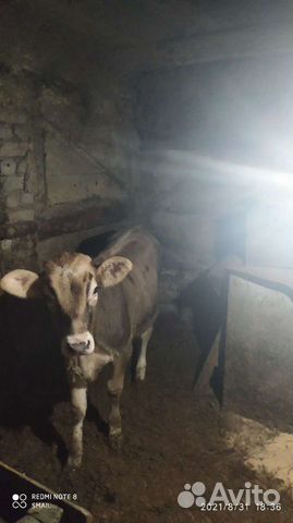 Продам тёлку