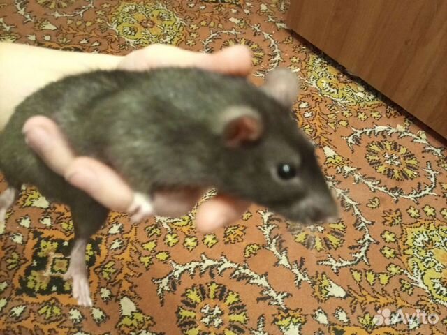 Декоративная крыса