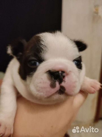 Бостонский терьер девочка