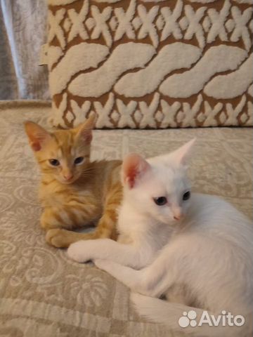 Милые котята 2 месяца