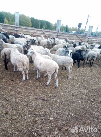 Овцы бараны