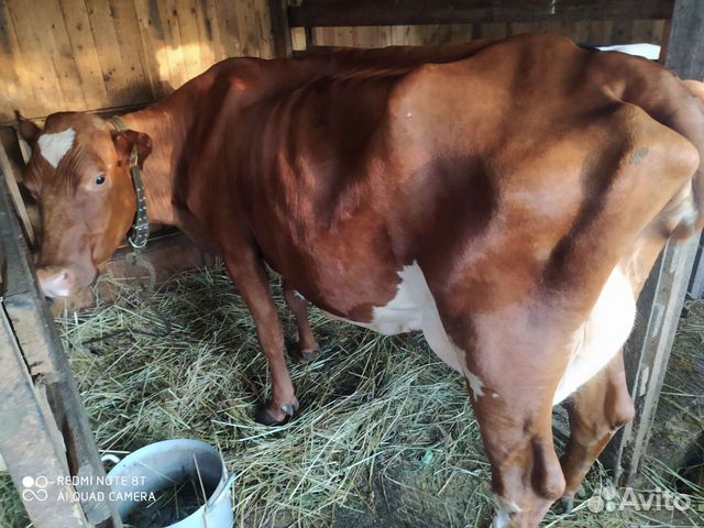 Корова Айширской породы