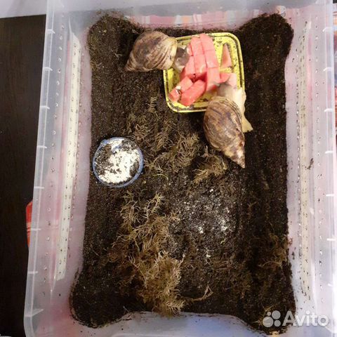 Улитка ахатина ретикулята (черноголовые пара, альб